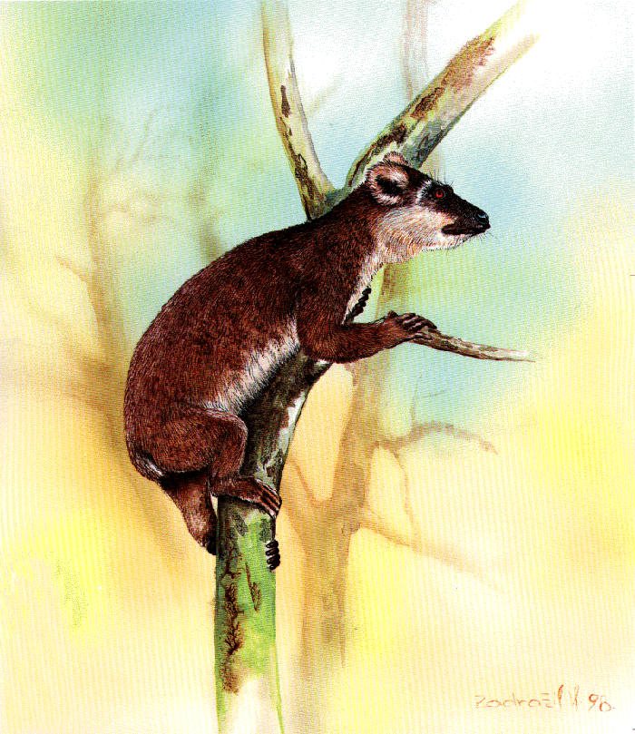 Laberinto en extinción: Megaladapis