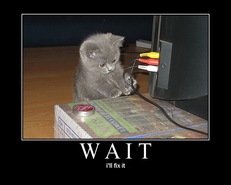 Wait, i'll fix it | Funny Cat Pictures