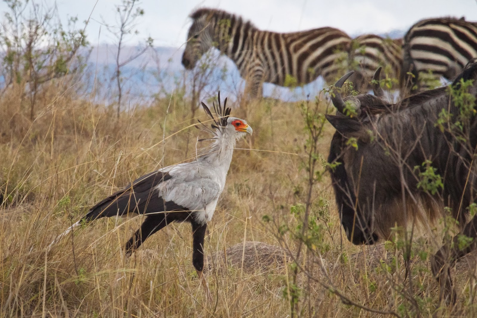 Feather Tailed Stories: Secretary Bird (Africa Series)