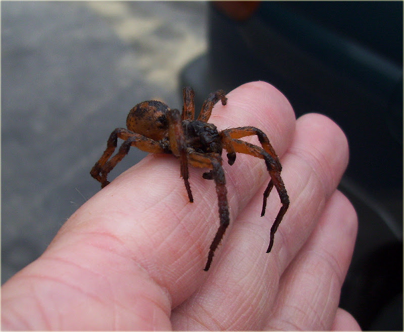 Arachnerds: Spiders of New Hampshire