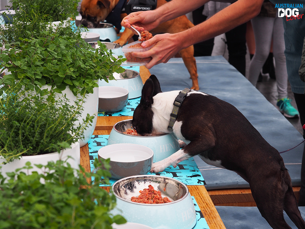 Healthy Everyday Pets Dog Food Launch | Australian Dog Lover
