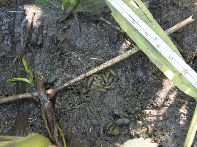 About a Brook: Latrine Special!