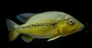 Peacock Bass / PBass (Cichla Species) - FISH WIKIPEDIA