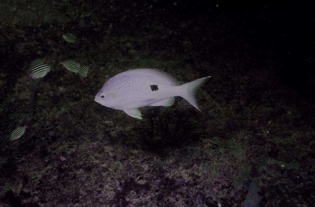 AQUATICHYK: BUTTERFLY PERCH / Casioperca lepidoptera