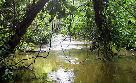 Quintana Roo: Flora y fauna
