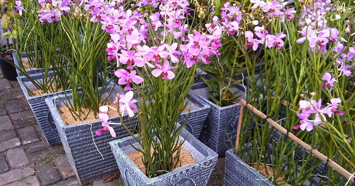 Info Seputar Tanaman Bunga