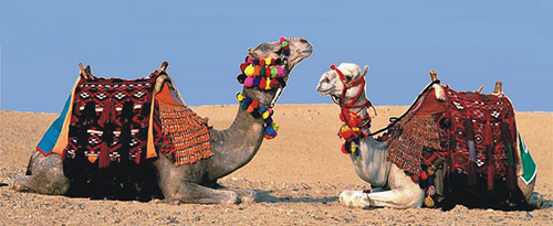 KNOW INDIA.....: LARGEST SALT DESERT IN WORLD.