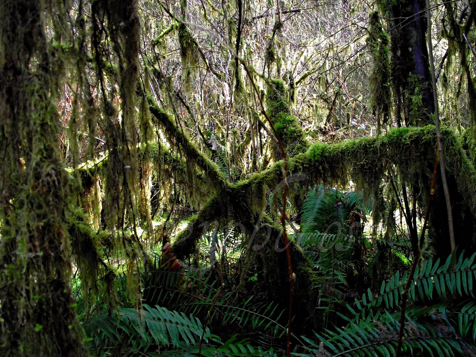 Photos by Jan: Triangle Lake, Oregon and Further Adventures