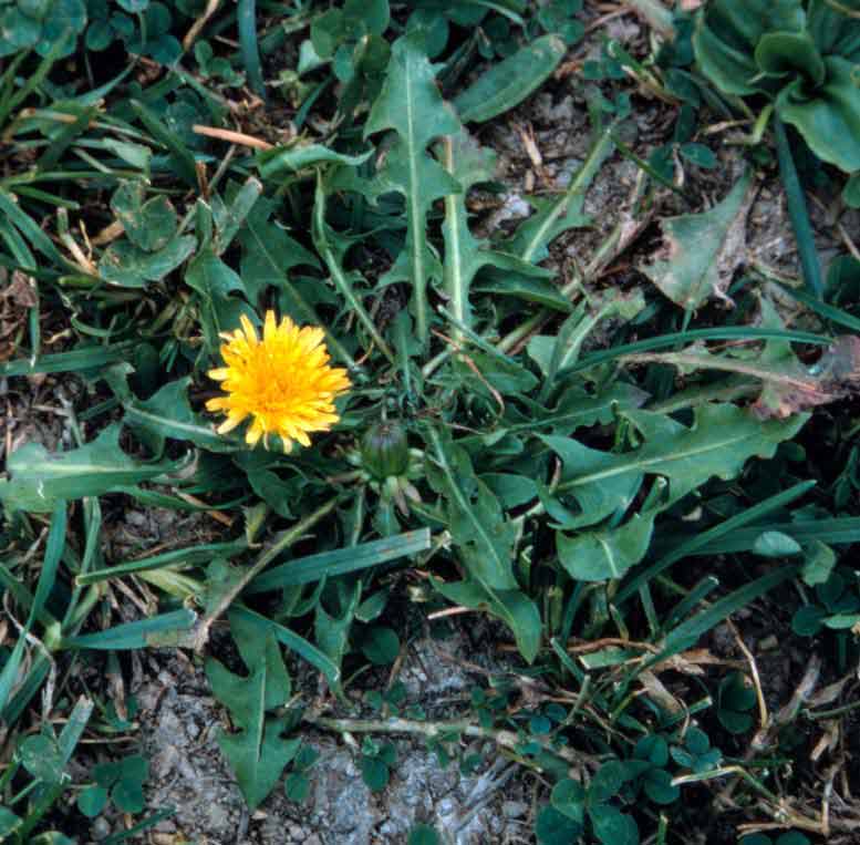 GROW Casey County: Dandelions!