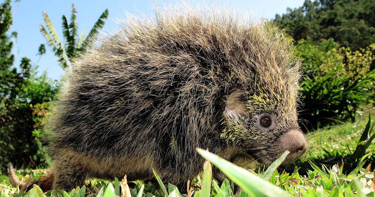 Fotografia de Verdade: Ouriço-cacheiro