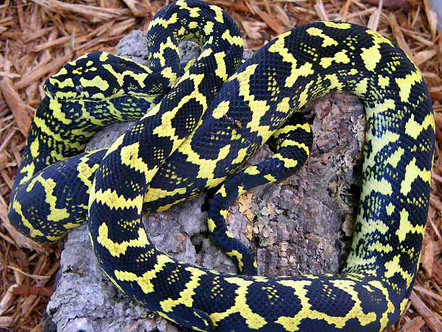 Carpet python