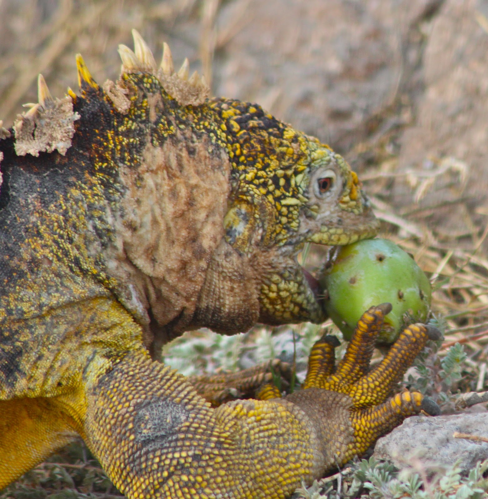 Nature Photography: Galapagos Reptiles & Turtles