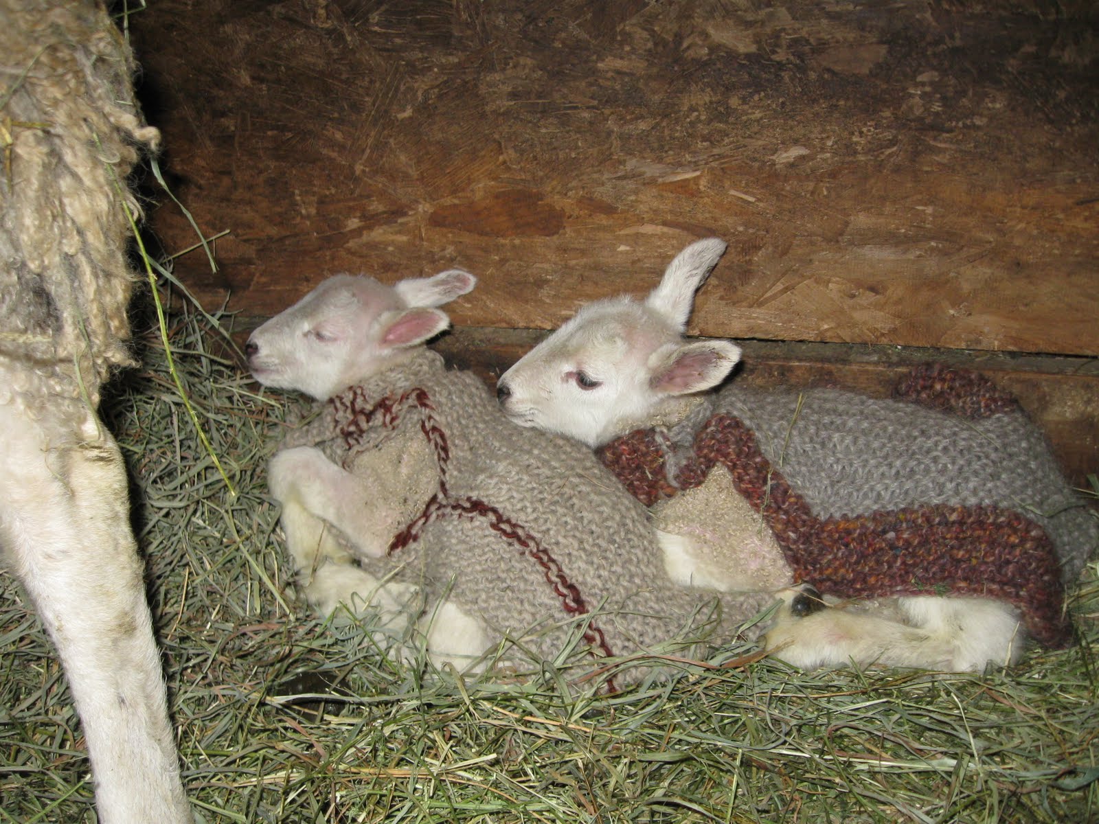 Maggie's Farm: Lamb Coat Pattern