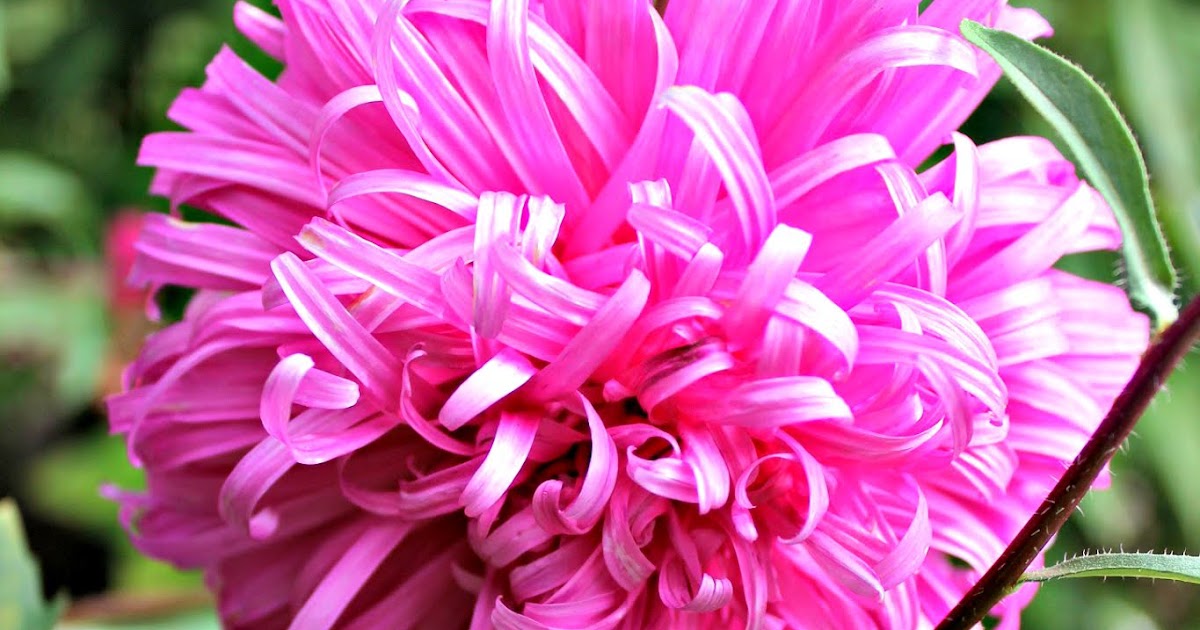 Little Birdie Blessings : A Unique Flower