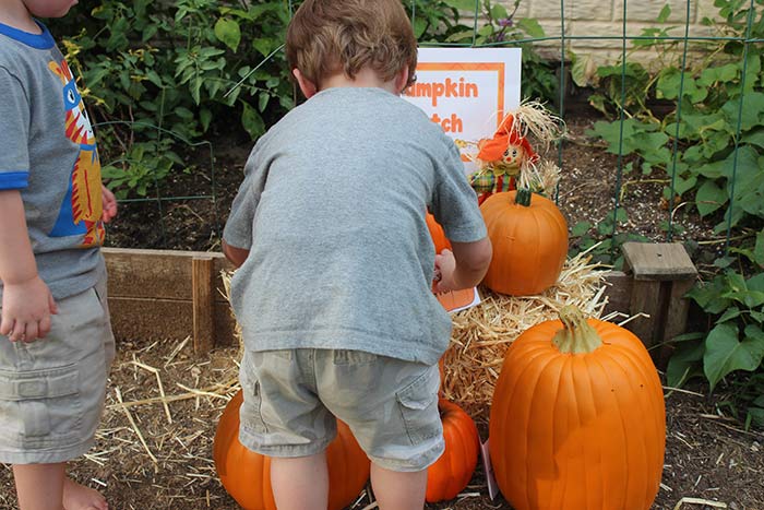 Make a Kids Pumpkin Patch in Your Backyard | Sunny Day Family