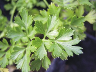 Cilantro, Cimarrón y Perejil.
