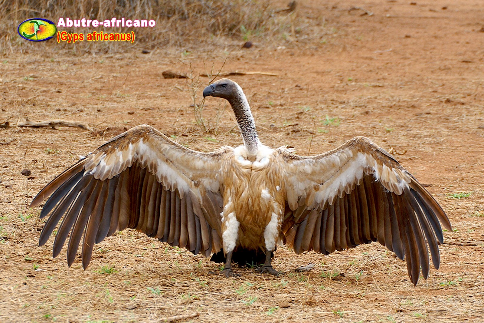 ORNITOLOGIA: Abutre-africano (Gyps africanus)