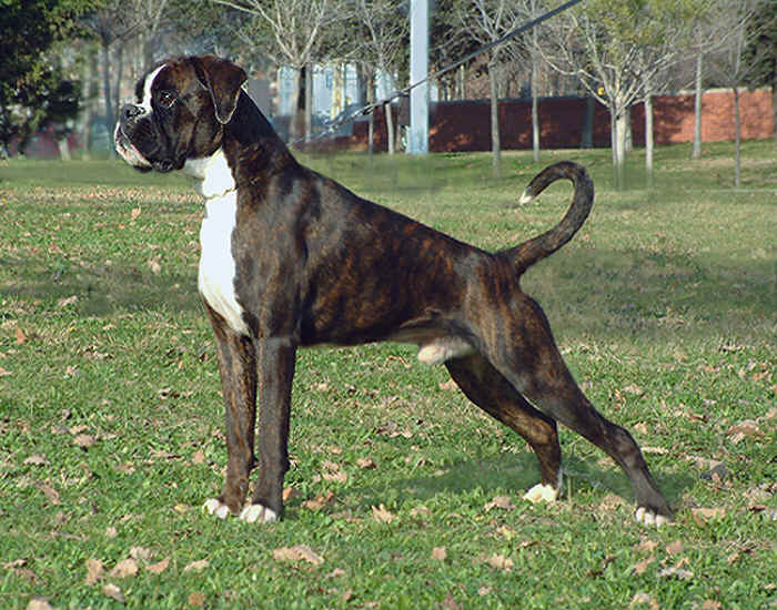 Perro boxer - Imagui