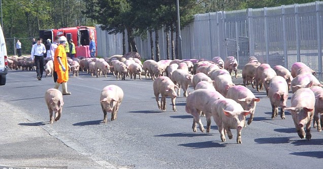 Jo-Joe Politico: Suey!