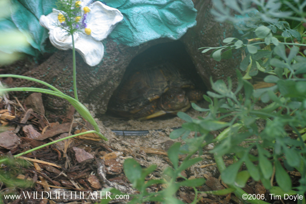 imaginary garden with real toads: A Turtle Pays a Visit to Toads - An ...
