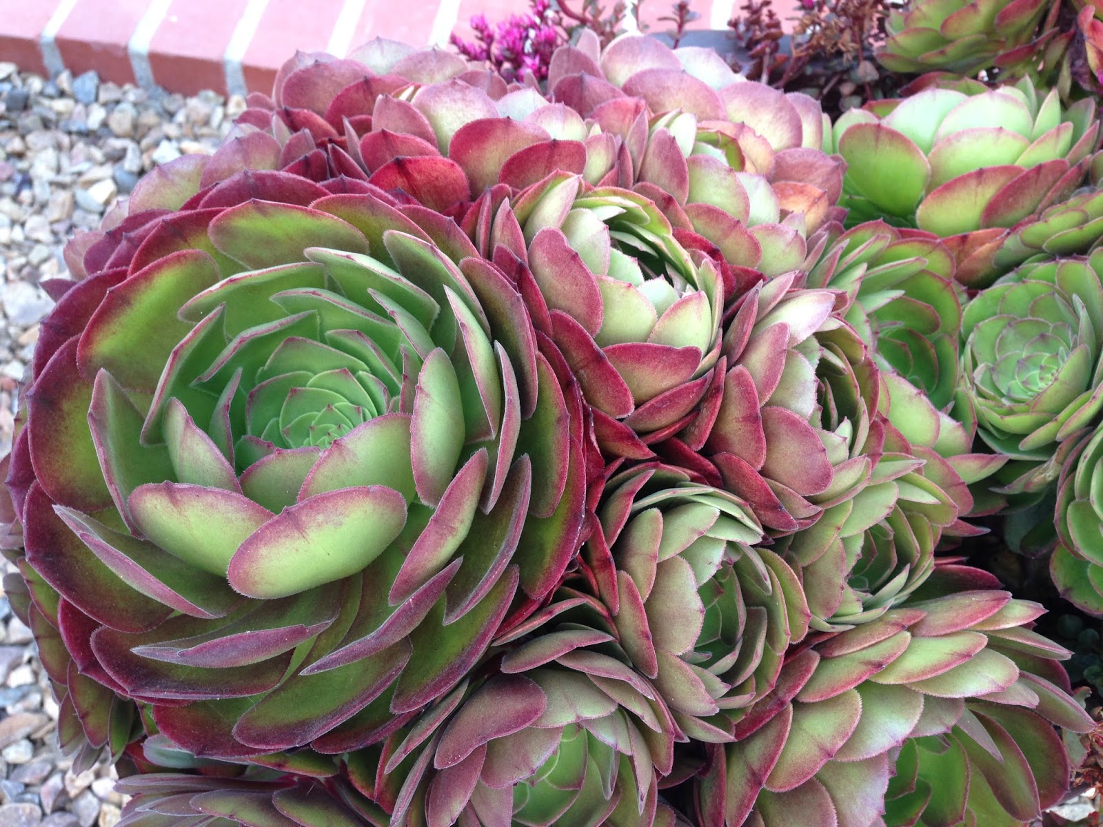 hummingbird hype: More beautiful succulents central California