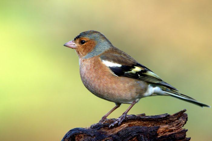 TERRA VIVA: TENTILHÕES