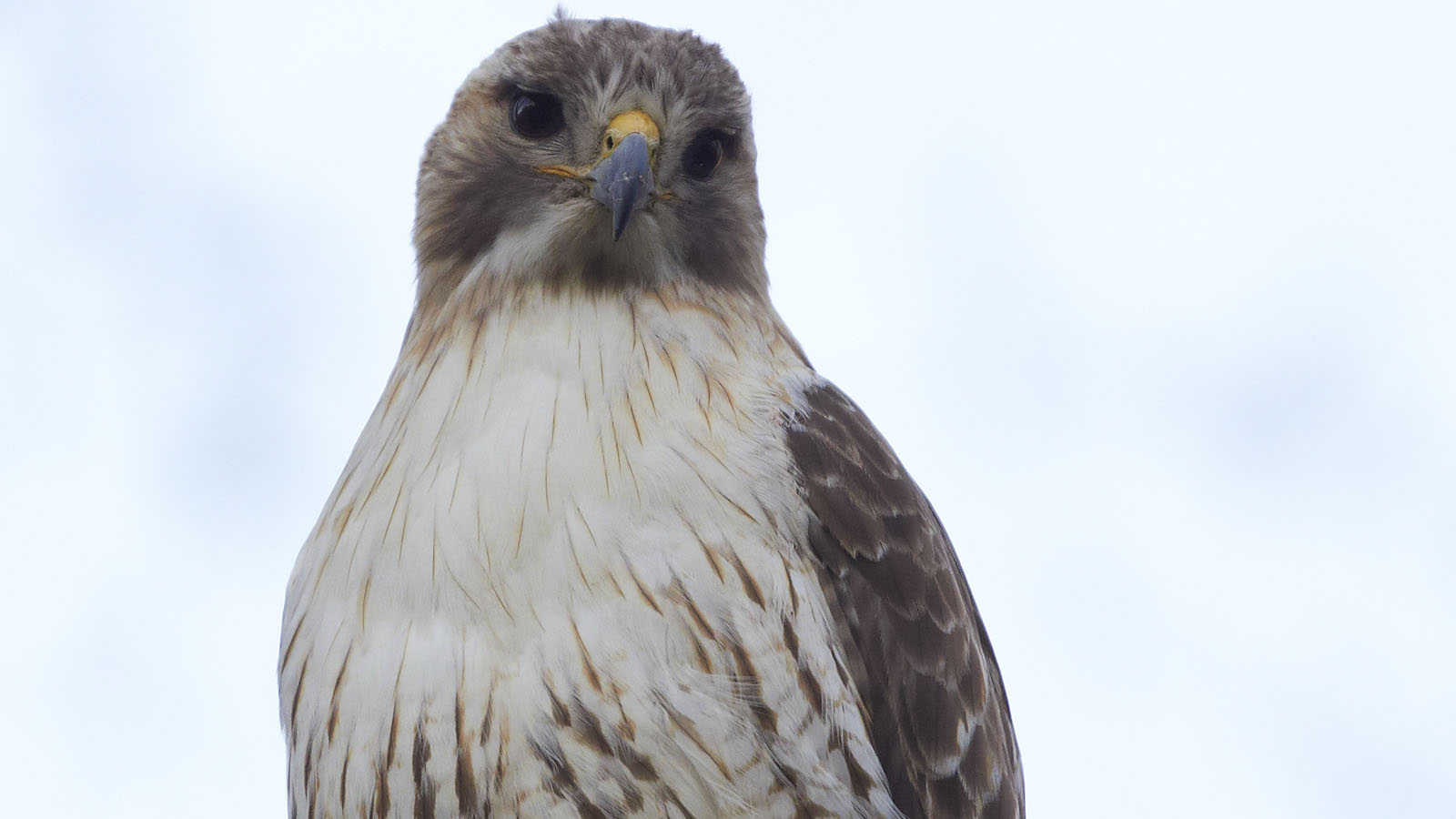Palemaleirregulars: Pale Male, A Prairie Burn, County M Hawk, a Grumpy ...
