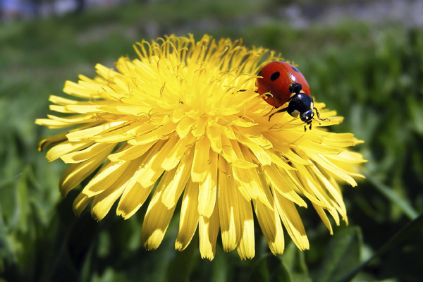 breathing: Napi pitypang
