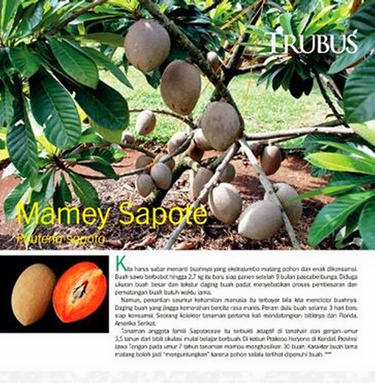 PBN: Mamey Sapote Var Key West