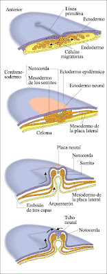 Mis Apuntes de Medicina: Embriología-Gastrulación y Neurulación (01)