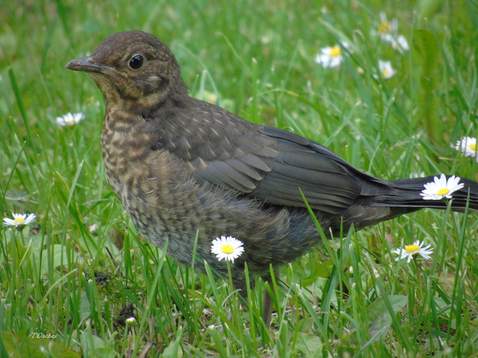 PASARI DIN ROMANIA: MIERLA (3), PUI si JUVENILI, Turdus merula