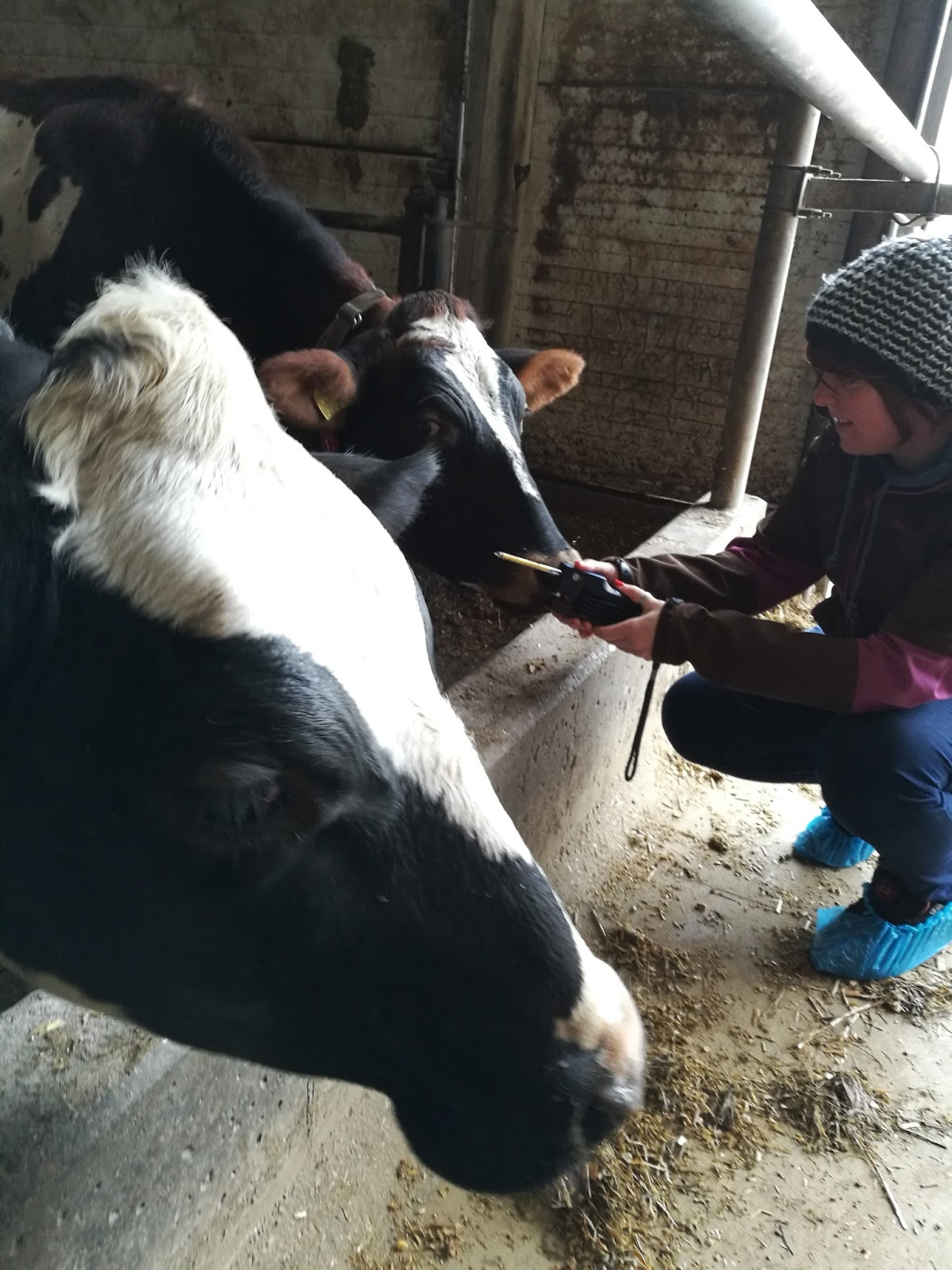 Veterinärstudent i Kaunas, Litauen.: Kossor, kossor och flera kossor