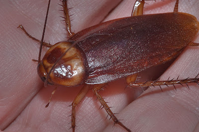 Cockroach | Photos and Info | The Wildlife