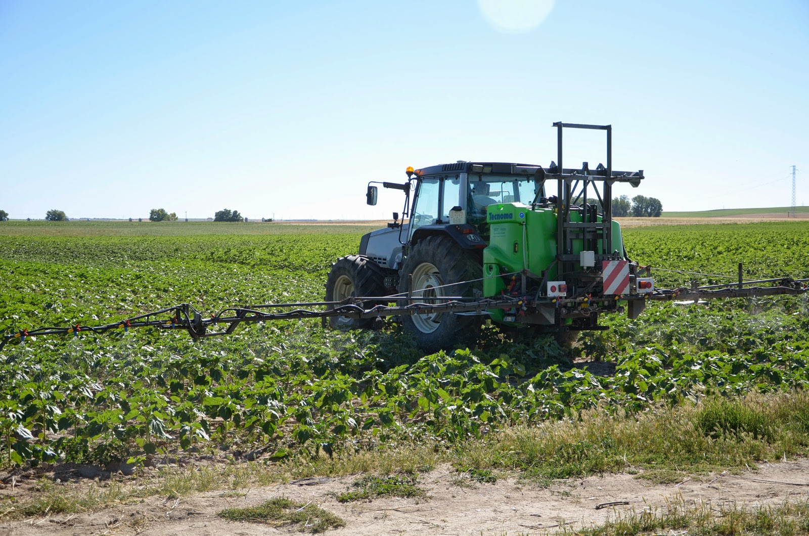 Spraying sunflowers