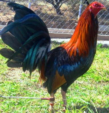 Granjas Ranchos Criaderos de Gallos de Pelea: GAME FARM RANCHO DE LA ...