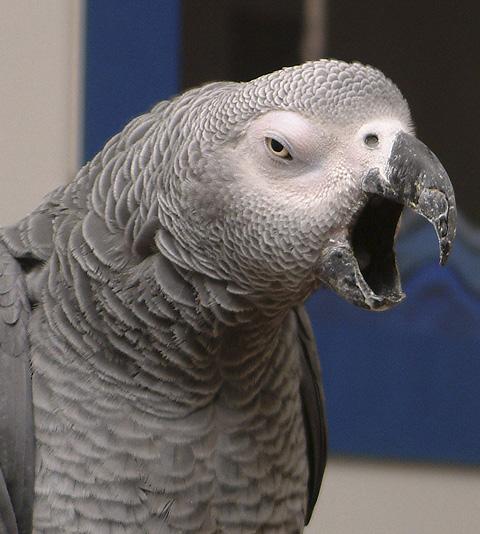 free funny photoS: funny parrot (18.11.2012)