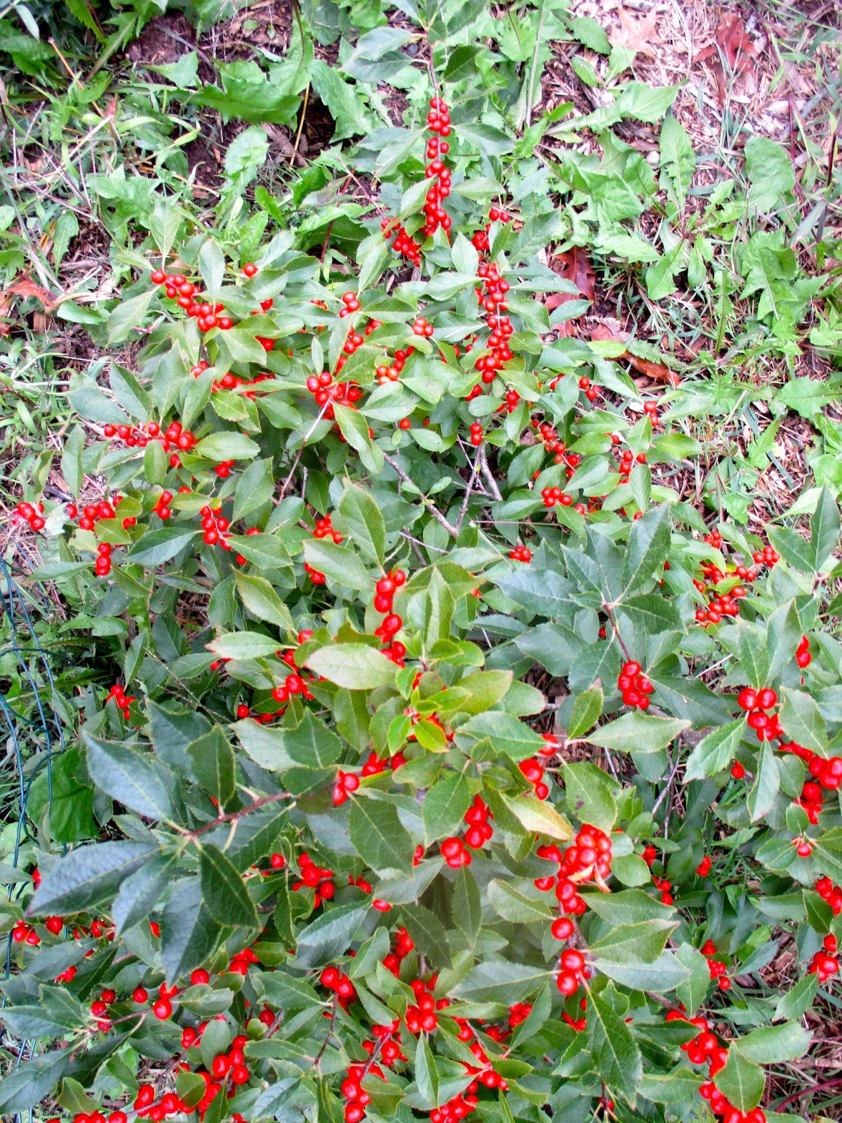 Art's Bayfield Almanac: WINTERBERRY