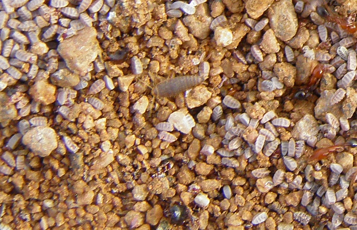 Arizona: Beetles, Bugs, Birds and more: Mysterious piles of silvery ...