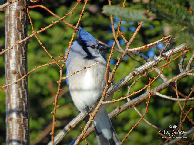 Jays In Japanese Larch 7 Blue Jay Photos - ArtByJudieAnn