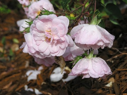 Growing Old Garden Roses in Florida: The Noisettes and Tea Noisettes