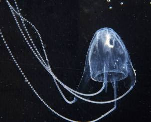 MarineLife Index: Irukandji Jellyfish