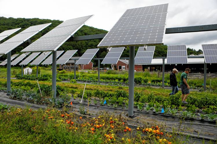Sustainable Mycology Agricultural Production Under Solar Panels sustainable-mycology-agricultural-production-under-solar-panels