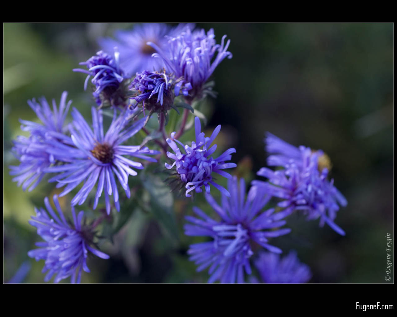 Blue Macro Flower | Okay Wallpaper