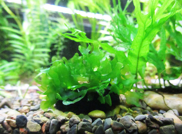 Green Jean: new subwassertang project