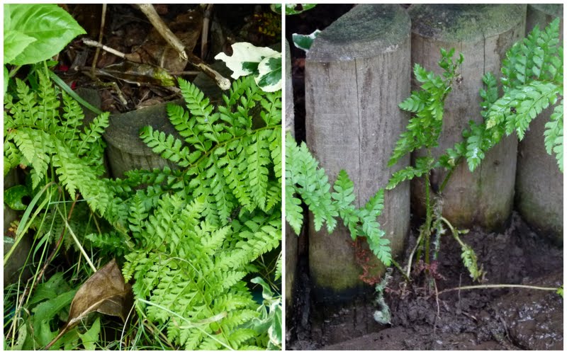 Our Plot at Green Lane Allotments: Dead tree fern?
