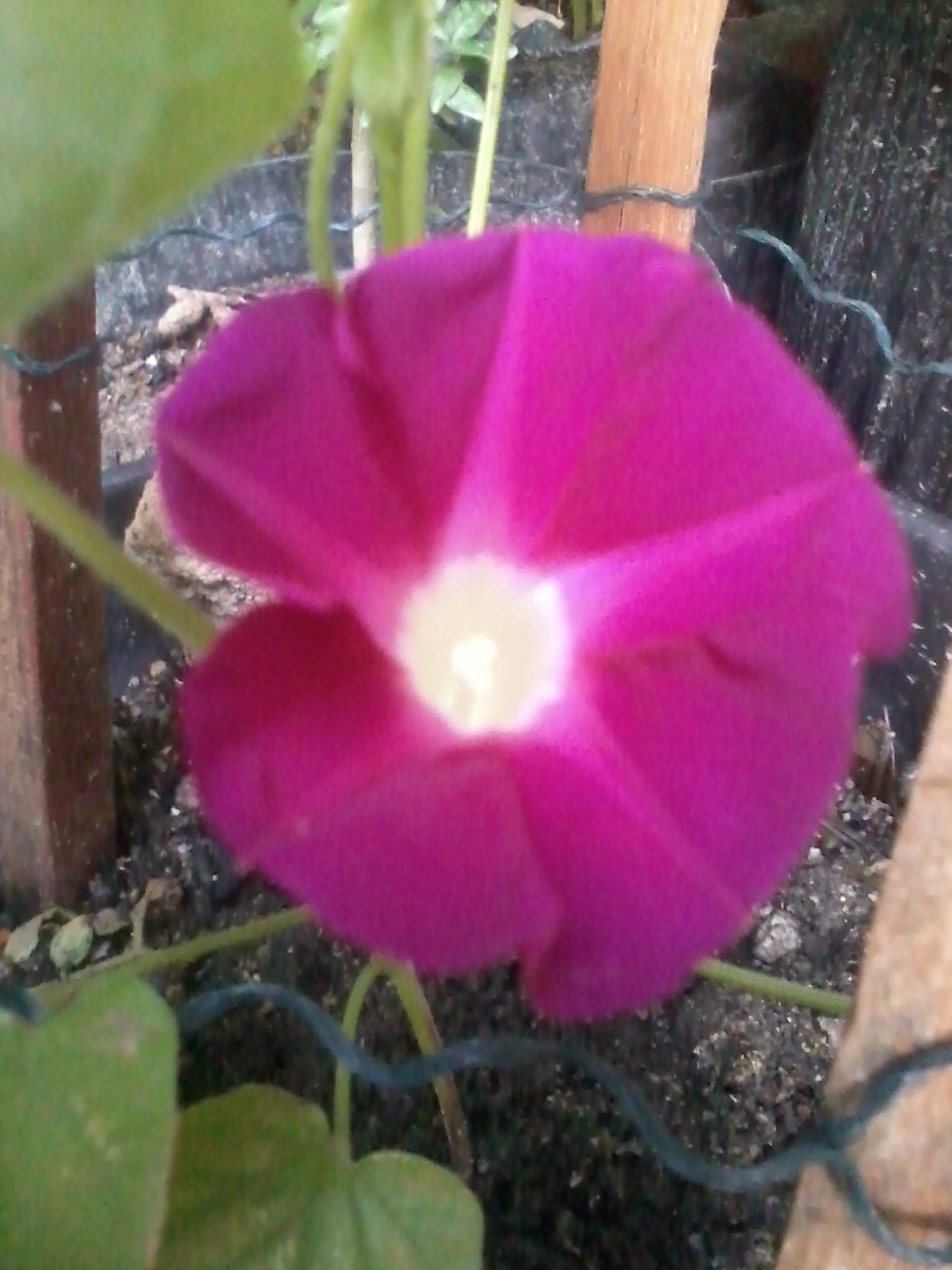 Happy Garden's: Morning Glory Bunga Yang Membuat Semangat