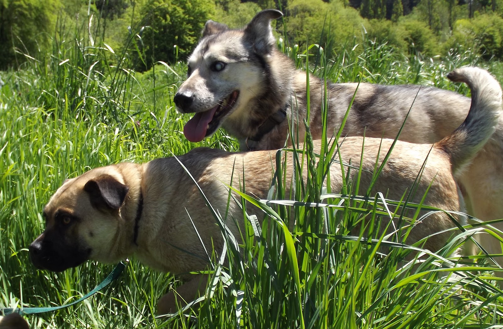 The Foster Report: Pika the 40 pound Gentle Giant?
