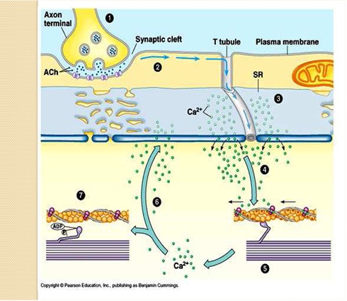 MEKANISME KONTRAKSI DAN RELAKSASI OTOT