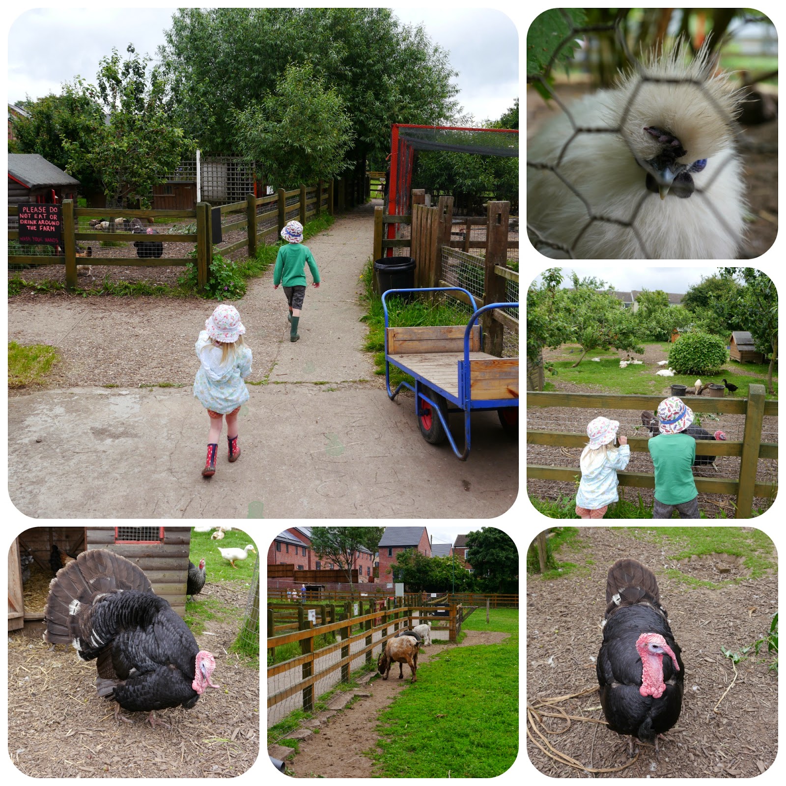 The Mummy Diary: Stonebridge City Farm
