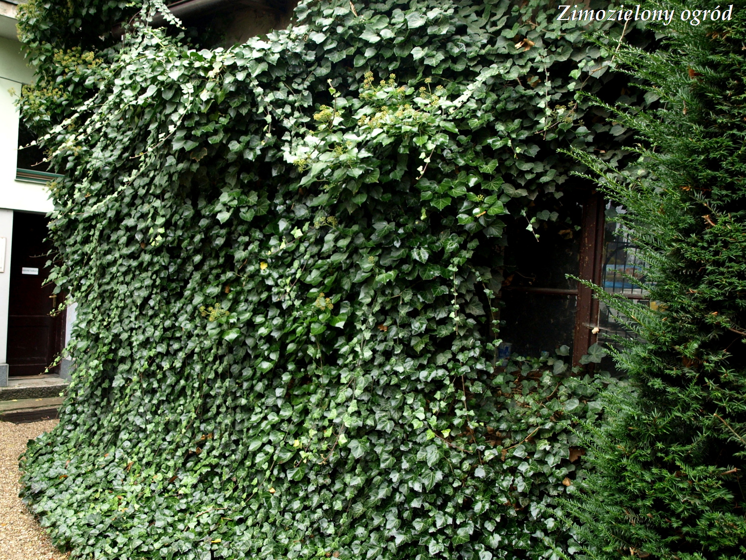 Zimozielony ogród: Bluszcz - gatunki, odmiany i uprawa 1